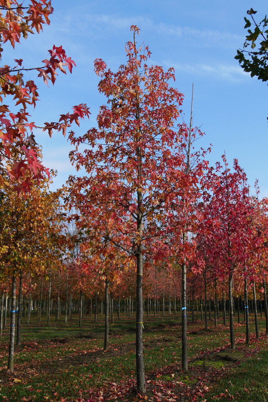Liquidambar styraciflua | Amberboom - Van den Berk Boomkwekerijen